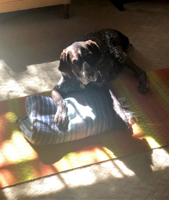 OUR ANIMALS, OURSELVES: Humans are social distancing, but how are ...